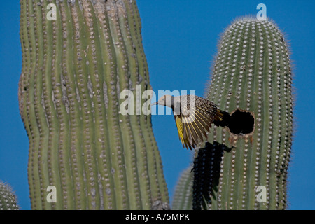 Gilded Flicker Colaptes chrysoides flying from nest in saguaro cactus ...