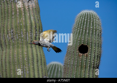 Gilded Flicker Colaptes chrysoides flying from nest in saguaro cactus ...