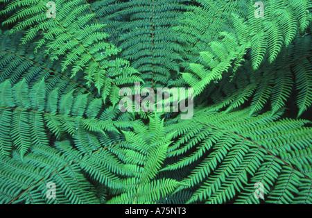 The silver fern, endemic to New Zealand, is symbolic and a source of ...