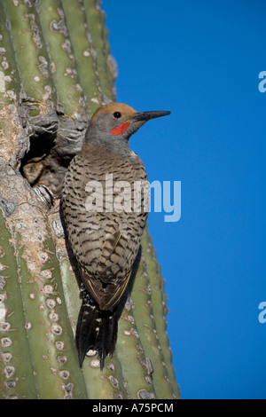 Gilded Flickers Colaptes chrysoides at Nest in Saguaro Cactus Male and ...