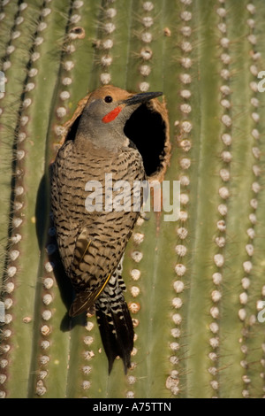 Gilded Flickers Colaptes chrysoides at Nest in Saguaro Cactus Male and ...