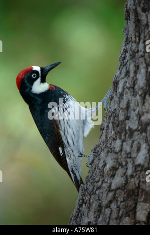Tree with acorn Stock Photo - Alamy