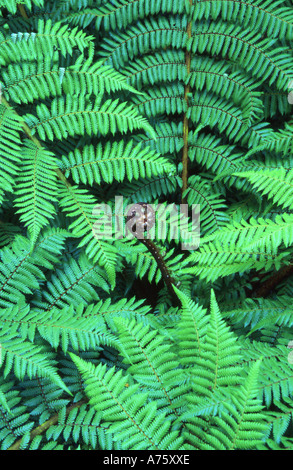 Silver Fern foliage - Cyathea dealbata - Silver Tree Fern Stock Photo ...