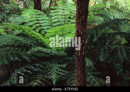 silver fern (Cyathea dealbata Stock Photo - Alamy