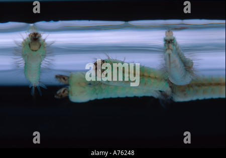 Anopheles atroparvus mosquito larva underwater Stock Photo - Alamy