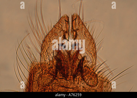 Male common house mosquito (Culex pipiens), head with antennae ...
