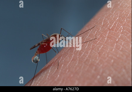 Anopheles atroparvus mosquito adult female biting on human for a blood ...