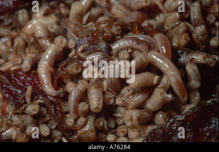 Lucilia sericata Diptera Calliphoridae larvae feeding on carrion Stock ...