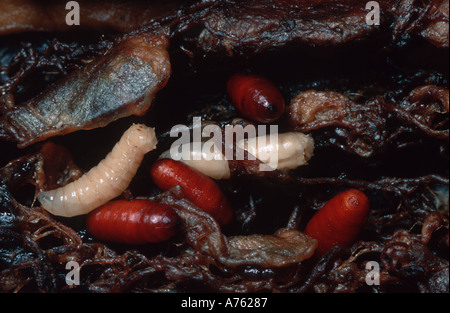 Lucilia sericata Diptera Calliphoridae larvae feeding on carrion Stock ...