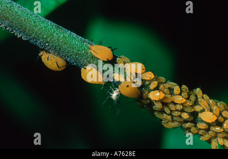 Orange plant lice Homoptera Aphidoidea on a stem Stock Photo - Alamy