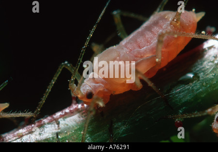 Rose lice Macrosiphum rosae Homoptera Aphidoidea on a rose blossom ...