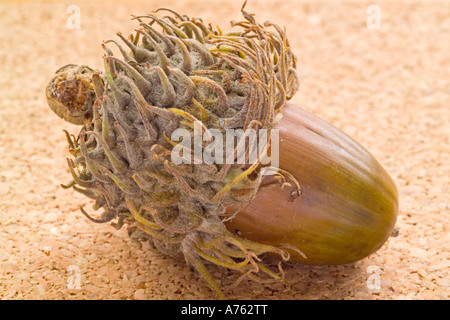 Acorn of Turkey oak (Quercus cerris) in Peloponnesos, Greece Stock ...