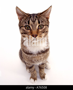 Wide angle portrait of tabby cat Stock Photo - Alamy