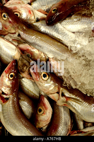 Fresh fish at Brixham market Stock Photo - Alamy