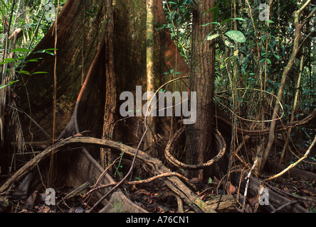 Rainforest understory tree surrounded by lliana, Amazon Basin Stock ...