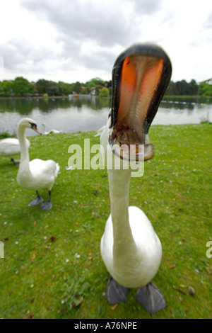 Close up shot of a mute swan floating on flat blue water on a sunny ...