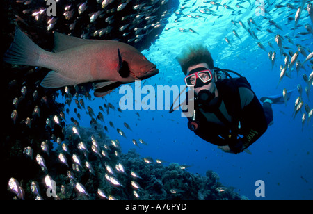 Redmouth Grouper, glassfish Stock Photo - Alamy