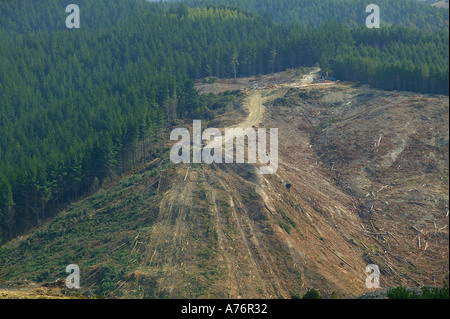 New Zealand Forestry Industry Harvesting of Douglas Fir Trees Dunedin ...