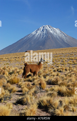 Lama in front of Volcano in Atacama Desert Chile South America Stock ...