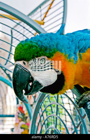 Caged blue and yellow Macaws (Parrot (psittacines), Spain Stock Photo ...
