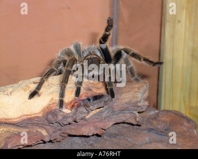 chilean rose tarantula in tank Stock Photo - Alamy