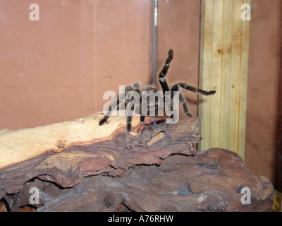 chilean rose tarantula in tank Stock Photo - Alamy