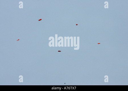 clay pigeon exploding in the sky on december shooting day county antrim ...
