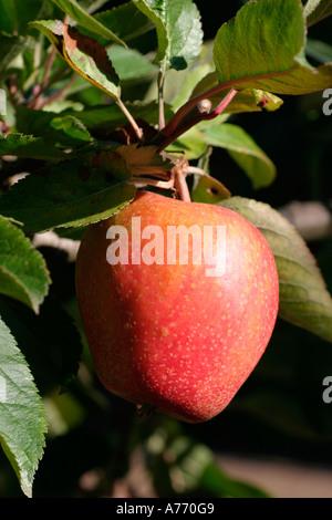 Apple 'Adam's Pearmain', malus domestica, apples variety varieties ...