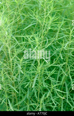 Kochia plant or bassia scoparia close up growing in russian far east ...