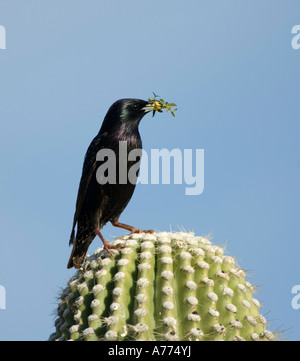 European Starling on Saguaro Stock Photo - Alamy
