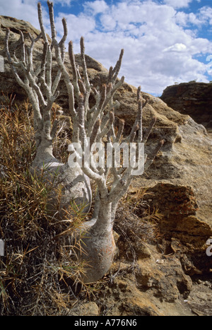 Miniature Baobab tree standing 50 centimetres high but over 100 years ...