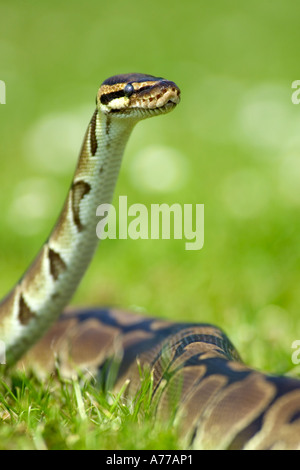 Ball Python in the green grass Stock Photo - Alamy