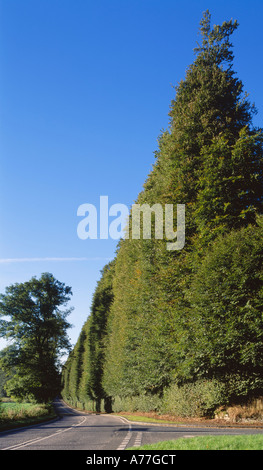 The Meikleour Beech Hedge (Fagus sylvatica), the tallest and longest ...