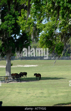 Florida Ocala horse farms thoroughbred racing horses in pasture with ...