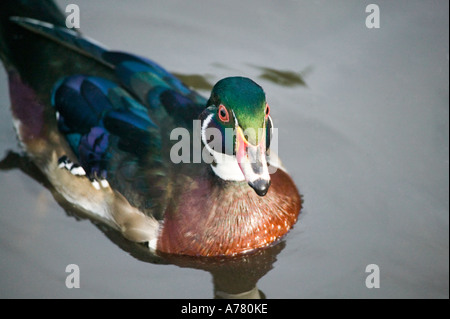 Wood duck Aix sponsa, aka caroliner portrait multi coloured colored ...