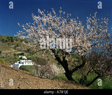almond blossom in spain Stock Photo - Alamy