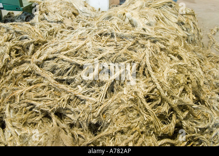 kenaf processing plant factory Stock Photo - Alamy