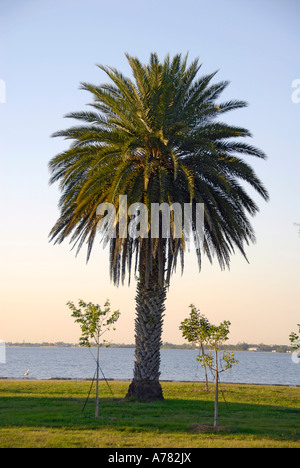 Royal Palm tree in the Gilchrist city park in Punta Gorda Florida FL ...