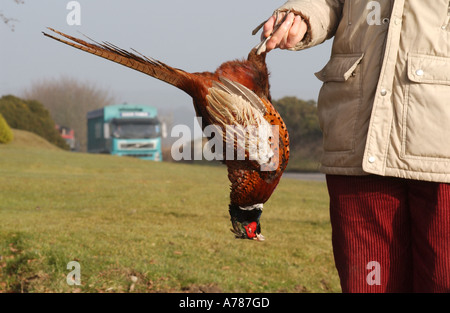 Roadkilled pheasant on the A39 near Camelford Cornwall UK Stock Photo ...