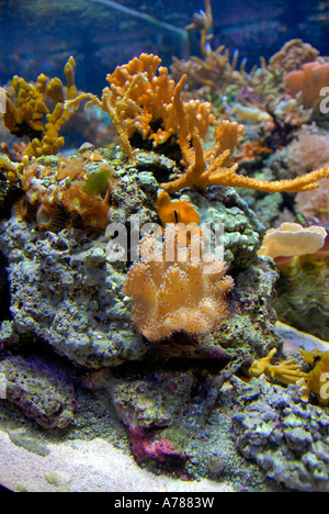 Living Coral and thousands of species of tropical fish Stock Photo - Alamy