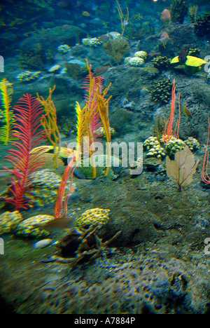 Living Coral and thousands of species of tropical fish Stock Photo - Alamy