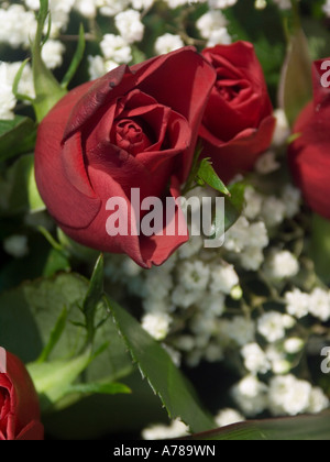 Interior detail of a Red Rose cut into two halves Stock Photo - Alamy