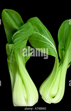 Pak choi on black background Stock Photo - Alamy