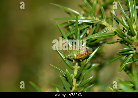 Juniper shield bug (Cyphostethus tristriatus), sitting on juniper ...