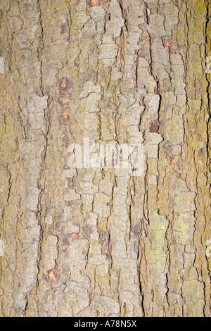 Red Beech (Nothofagus fusca Stock Photo - Alamy