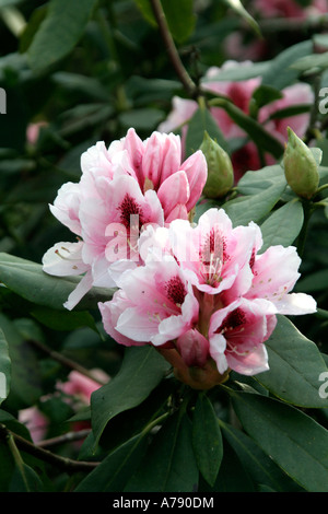 Rhododendron Mrs G W Leak is a dependable hardy hybrid whoich blloms ...