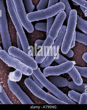 E. coli bacteria. Coloured scanning electron micrograph (SEM) of ...