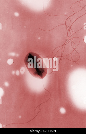 Transmission Electron Micrograph (TEM) of Bacillus subtilis bacteria ...