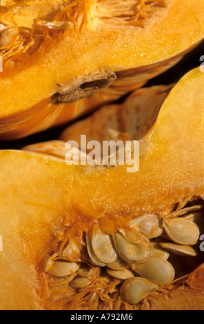 ENGLISH SWEET LIGHTENING SQUASH Stock Photo - Alamy