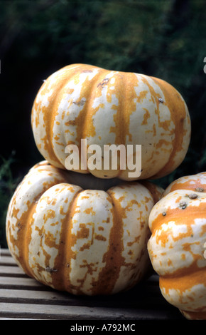 ENGLISH SWEET LIGHTENING SQUASH Stock Photo - Alamy